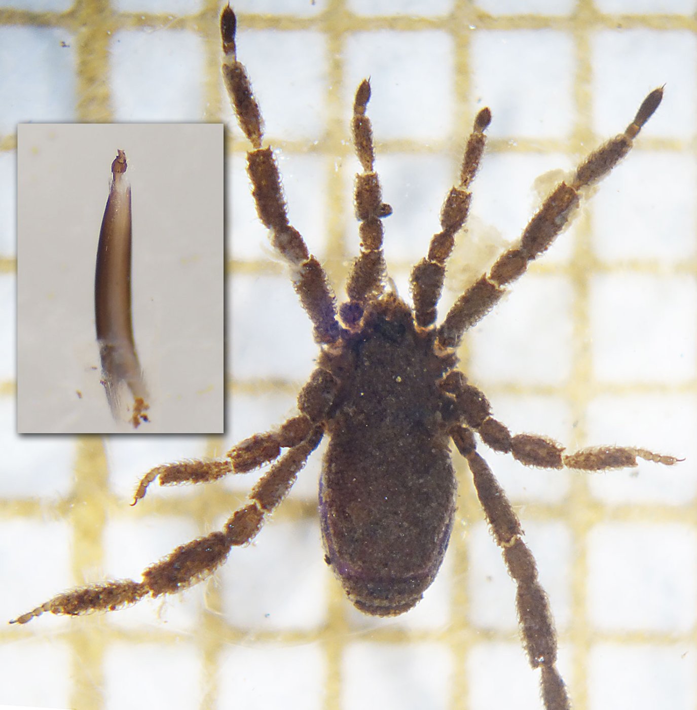 Réf. 333383 — ARACHNIDA > Opiliones > Trogulidae > Anelasmocephalus ...