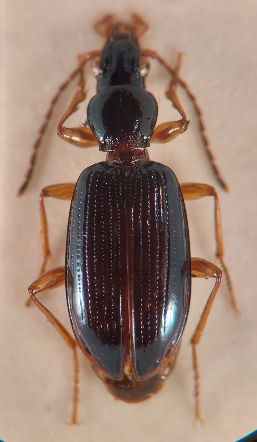 Réf. 333864 — INSECTA > Coleoptera > Carabidae > Sinechostictus ...
