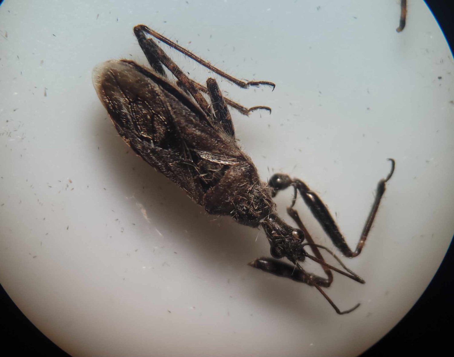 Réf. 333531 — INSECTA > Heteroptera > Reduviidae > Coranus (Coranus ...