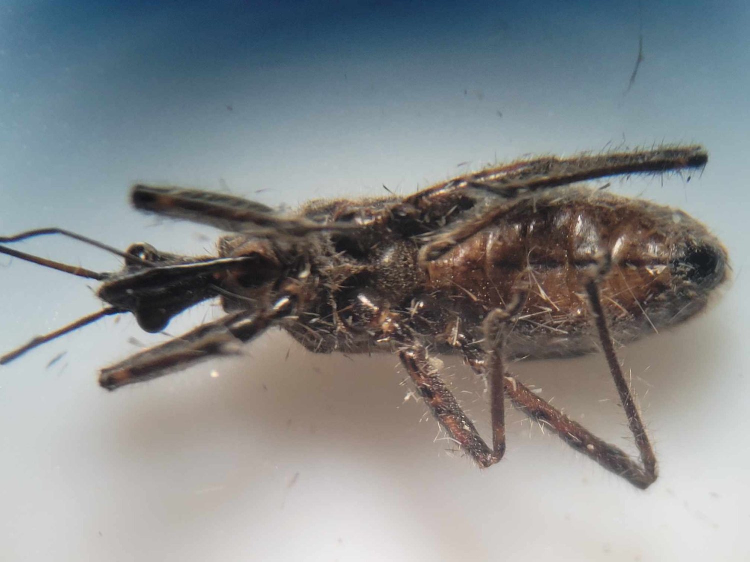 Réf. 333533 — INSECTA > Heteroptera > Reduviidae > Coranus (Coranus ...