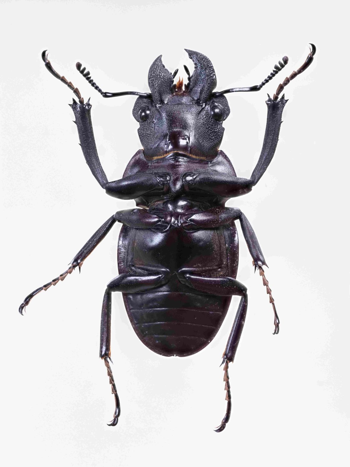 Réf. 333112 — INSECTA > Coleoptera > Lucanidae > Odontolabis gazella ...