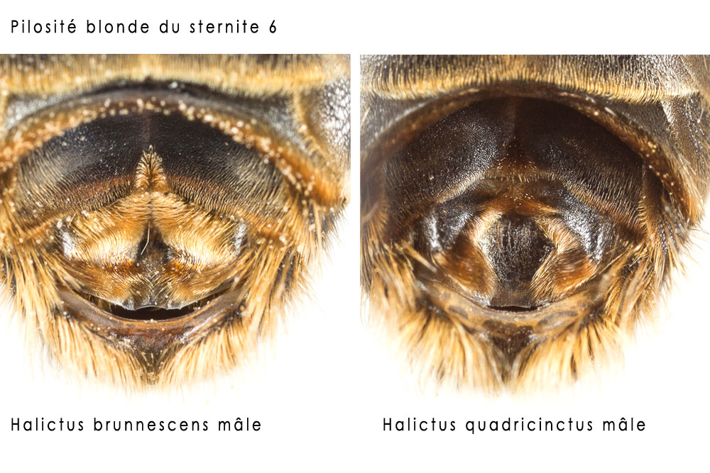 Réf. 333938 — INSECTA > Hymenoptera > Halictidae > Halictus (Halictus ...