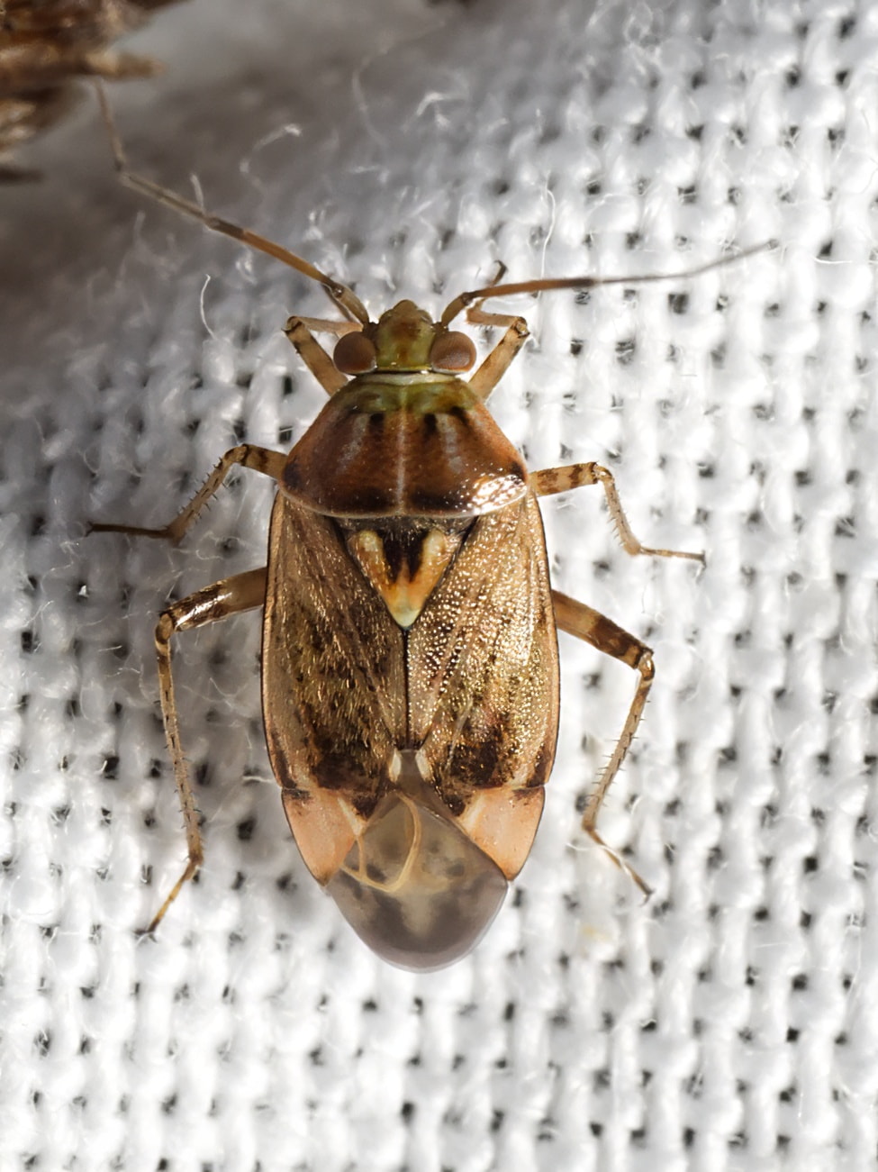 Réf. 333037 — INSECTA > Heteroptera > Miridae > Lygus rugulipennis ...