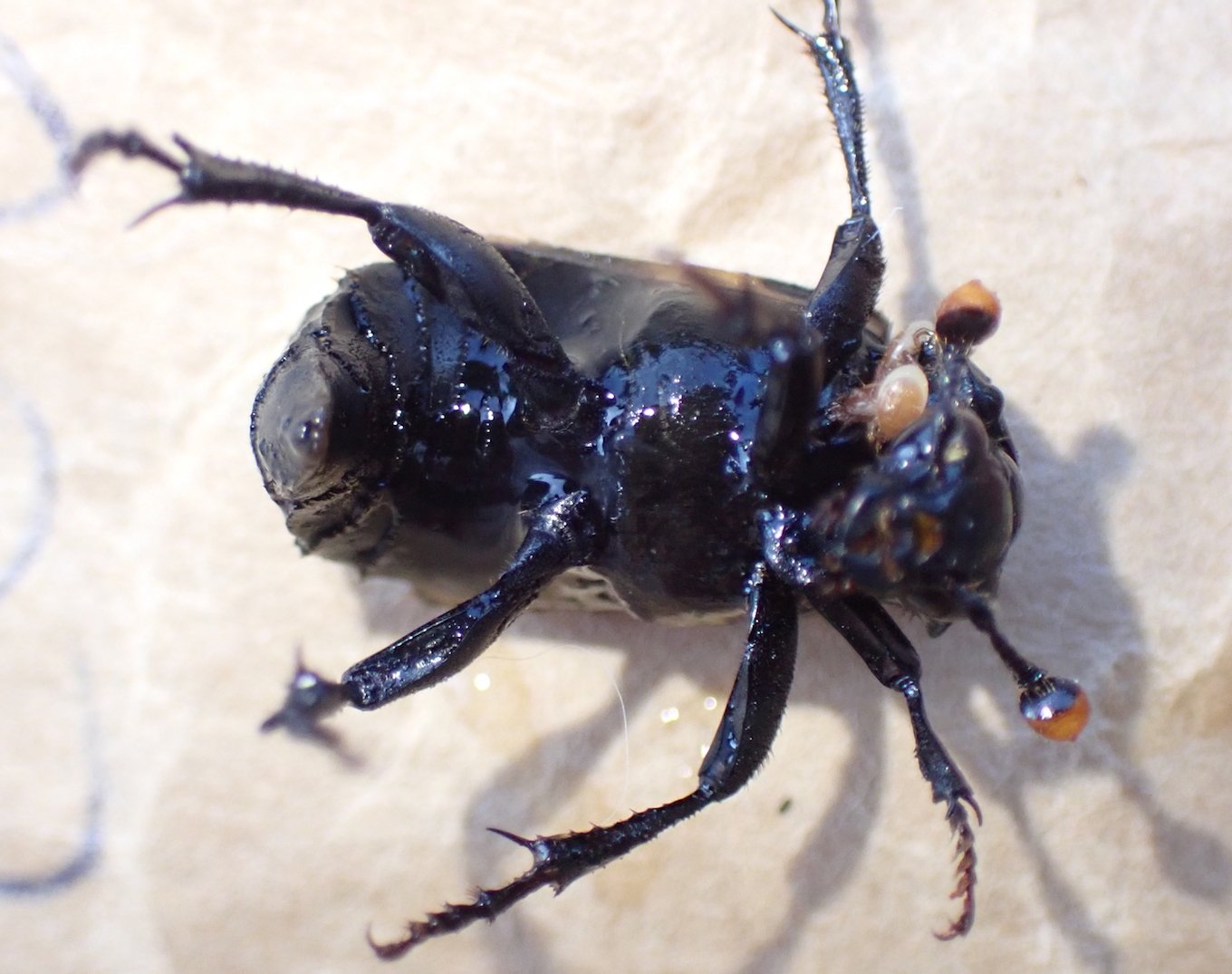 Réf. 333396 — INSECTA > Coleoptera > Silphidae > Nicrophorus ...