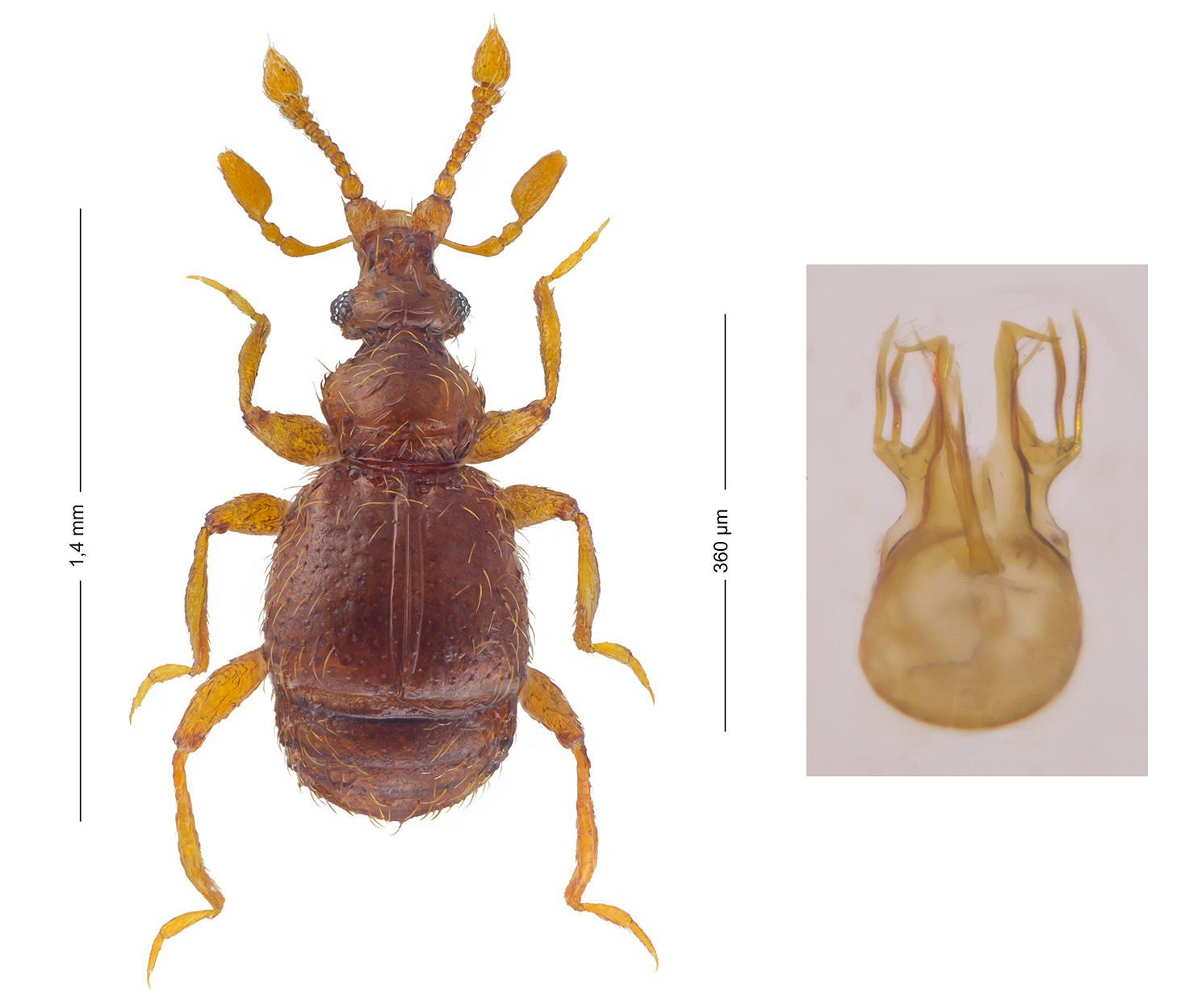 Réf. 333011 — INSECTA > Coleoptera > Staphylinidae > Bryaxis pandellei ...