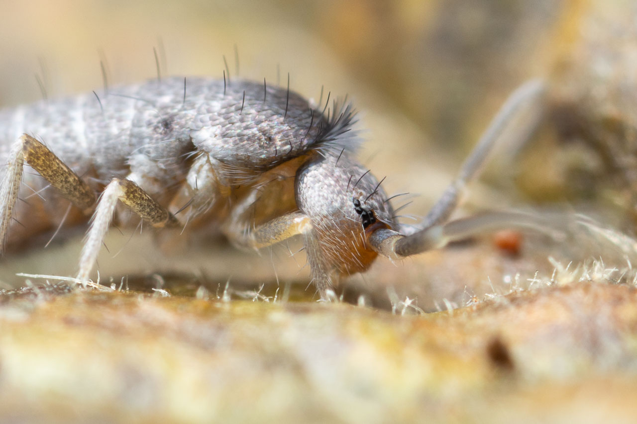 Réf. 333148 — ENTOGNATHA > Collembola > Tomoceridae > Tomocerus minor ...