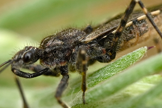 Réf. 333688 — INSECTA > Heteroptera > Reduviidae > Coranus sp. - www ...