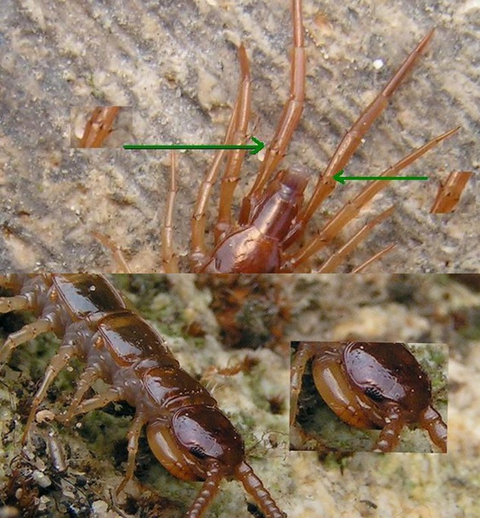 Réf. 334115 — CHILOPODA > Lithobiomorpha > Lithobiidae > Lithobius ...