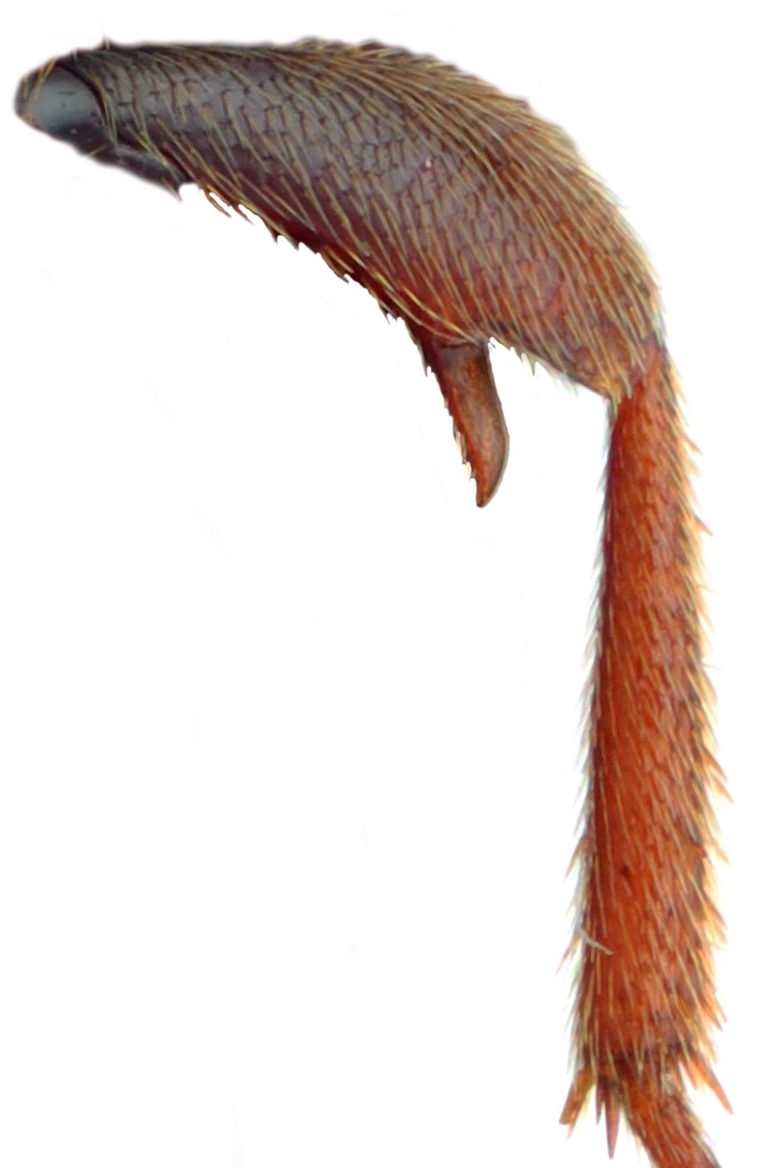 Réf. 334373 — INSECTA > Coleoptera > Leiodidae > Colon sp. - www ...