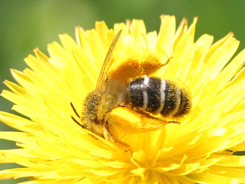 Réf. 334246 — INSECTA > Hymenoptera > Melittidae > Dasypoda (hirtipes ...