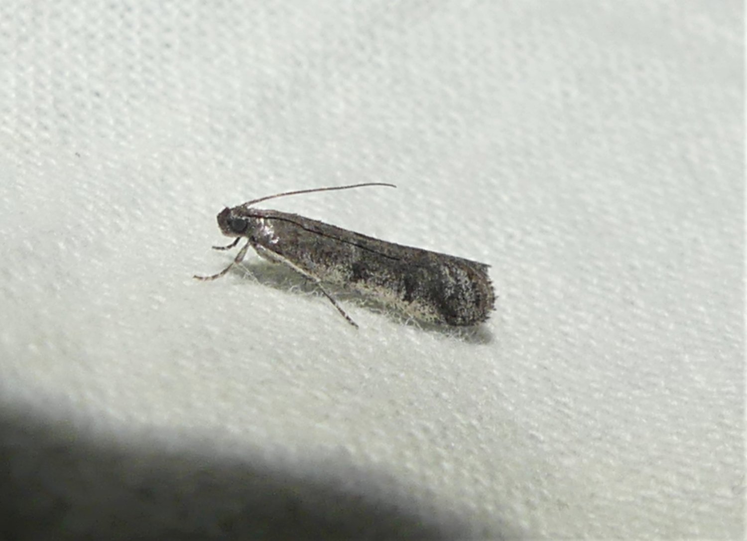 Réf. 334869 — INSECTA > Lepidoptera > Pyralidae > Ephestia disparella ...