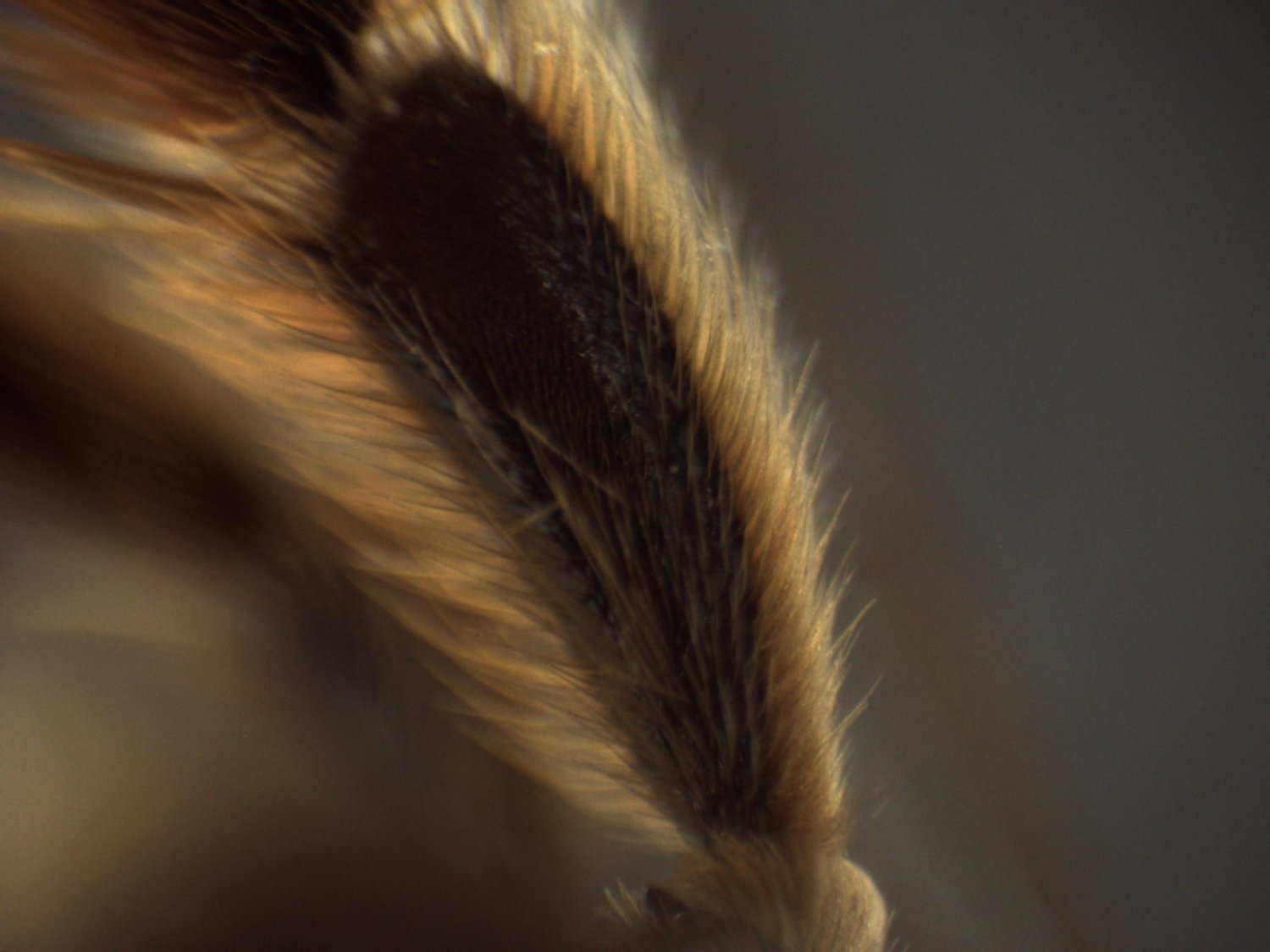 Réf. 334565 — INSECTA > Hymenoptera > Apidae > Eucera (Eucera ...