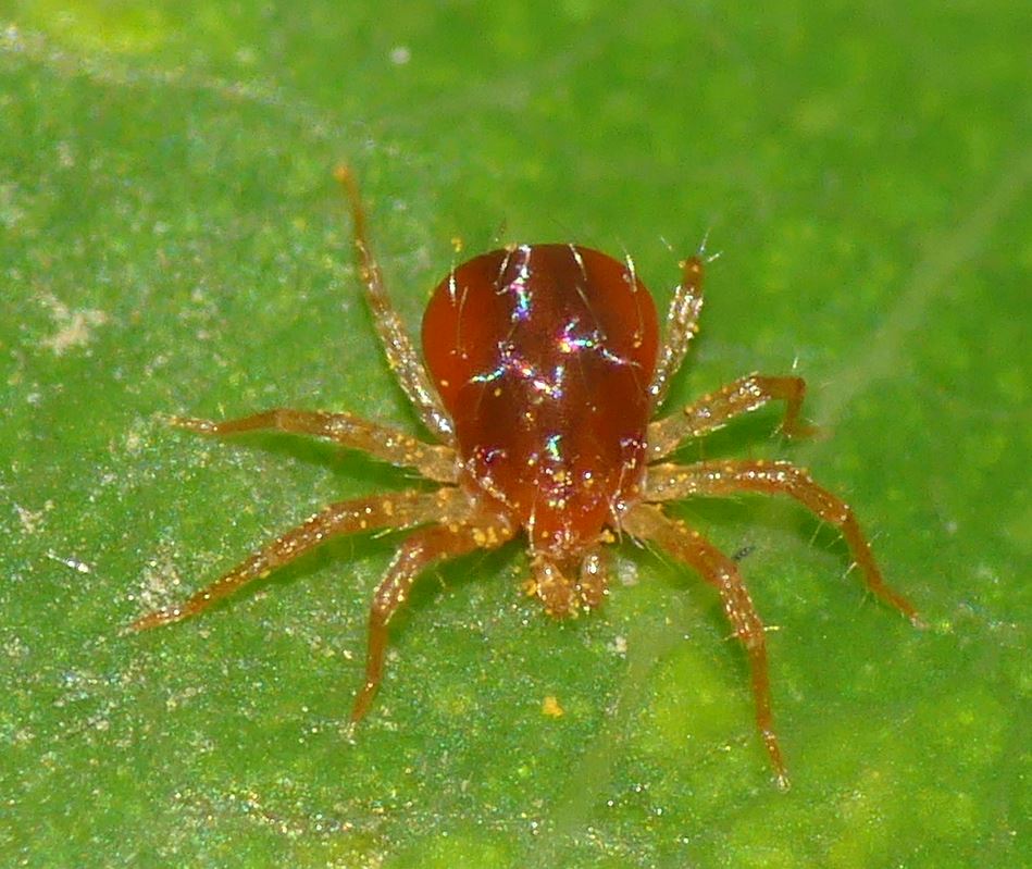 Réf. 334737 — ARACHNIDA > Prostigmata > Anystidae > Anystis sp. - www ...