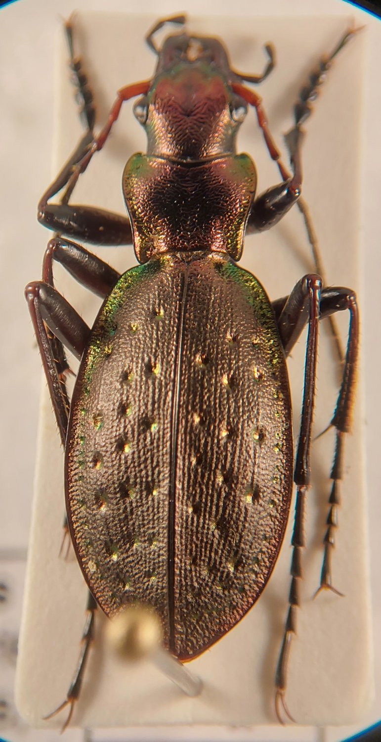 Réf. 335744 — INSECTA > Coleoptera > Carabidae > Carabus (Platycarabus ...