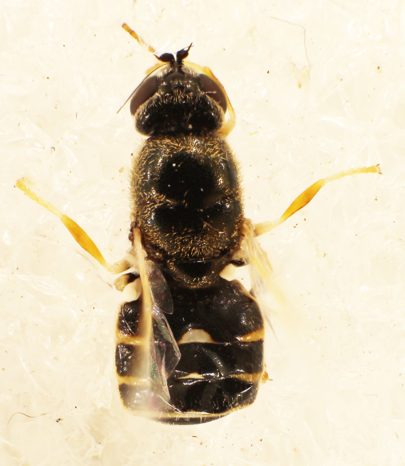 Réf. 335084 — INSECTA > Diptera > Stratiomyidae > Nemotelus (Nemotelus ...