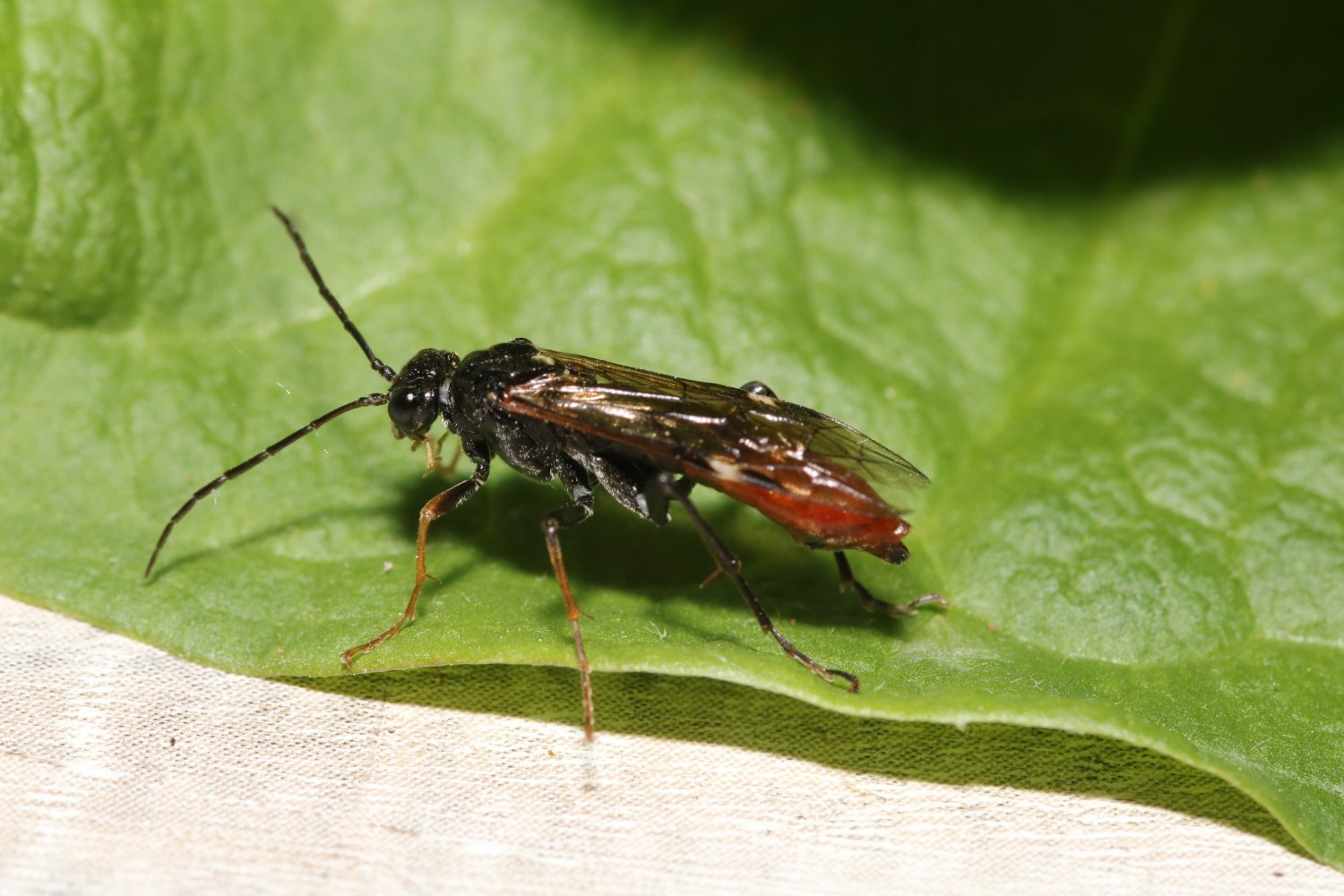 Réf. 335609 — INSECTA > Hymenoptera > Tenthredinidae > Tenthredopsis ...