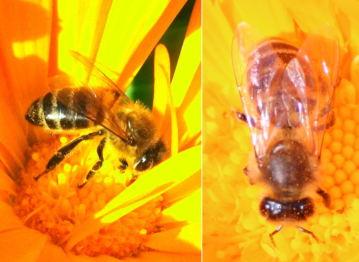 Réf. 335914 — INSECTA > Hymenoptera > Apidae > Apis (Apis) mellifera ...