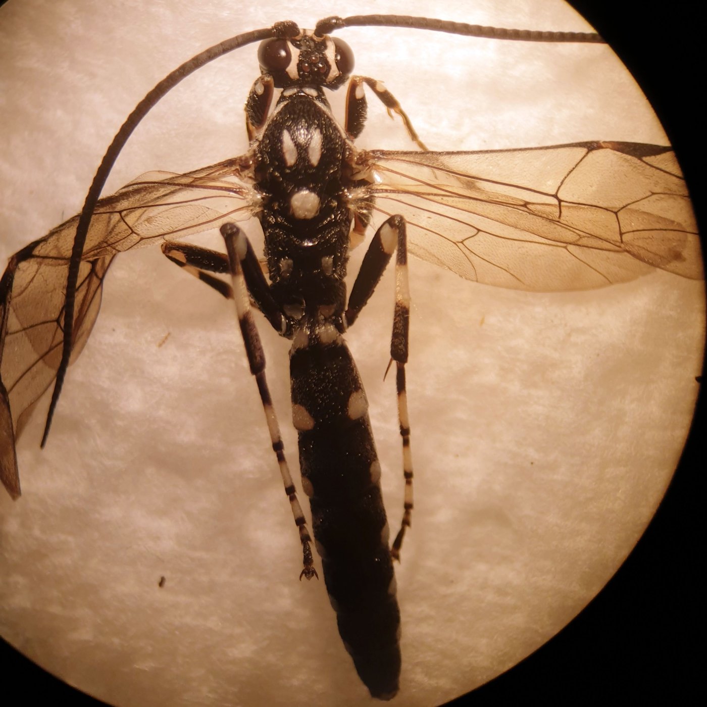 Réf. 336122 — INSECTA > Hymenoptera > Ichneumonidae > Coelichneumon ...