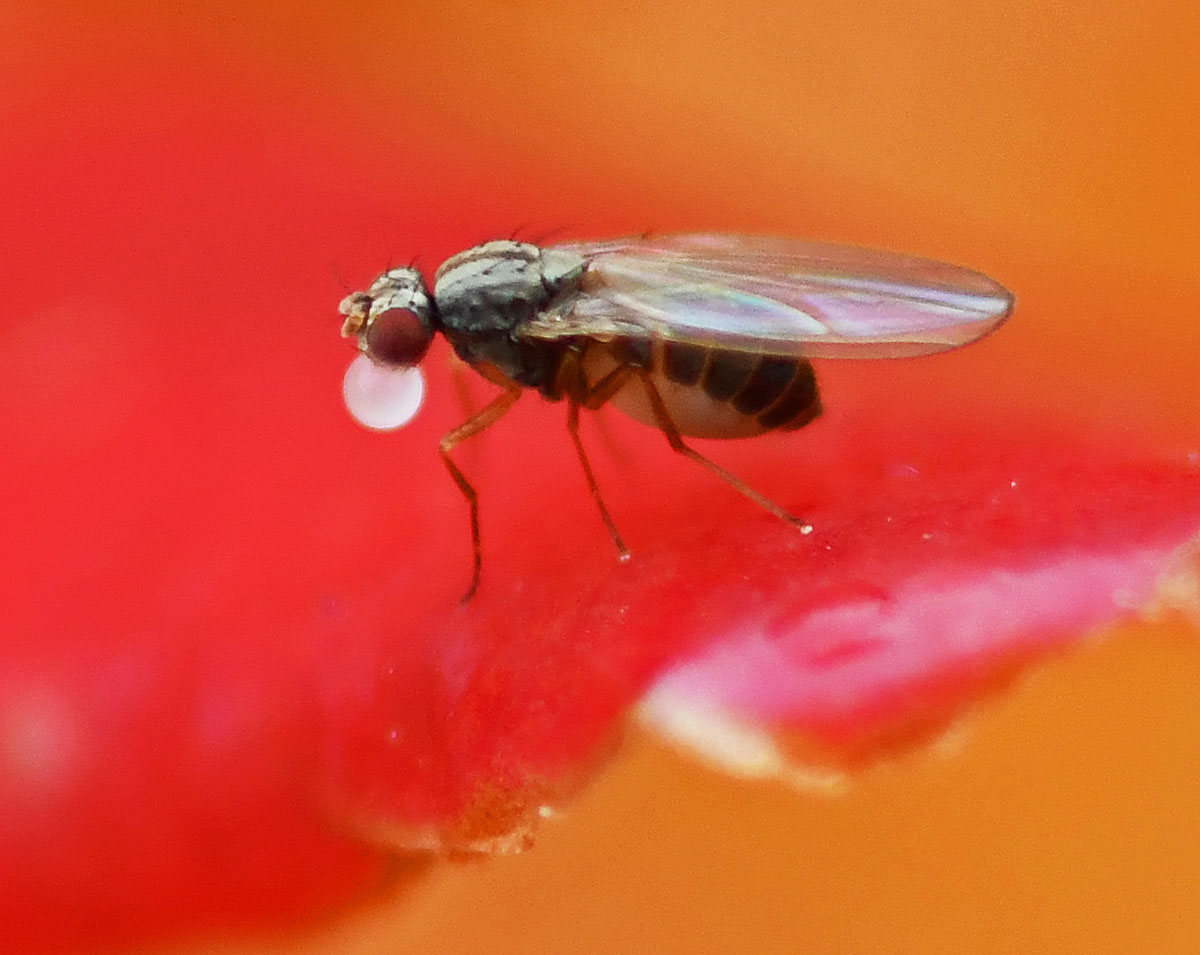 Réf. 336792 — INSECTA > Diptera > Drosophilidae > Scaptomyza sp. - www ...