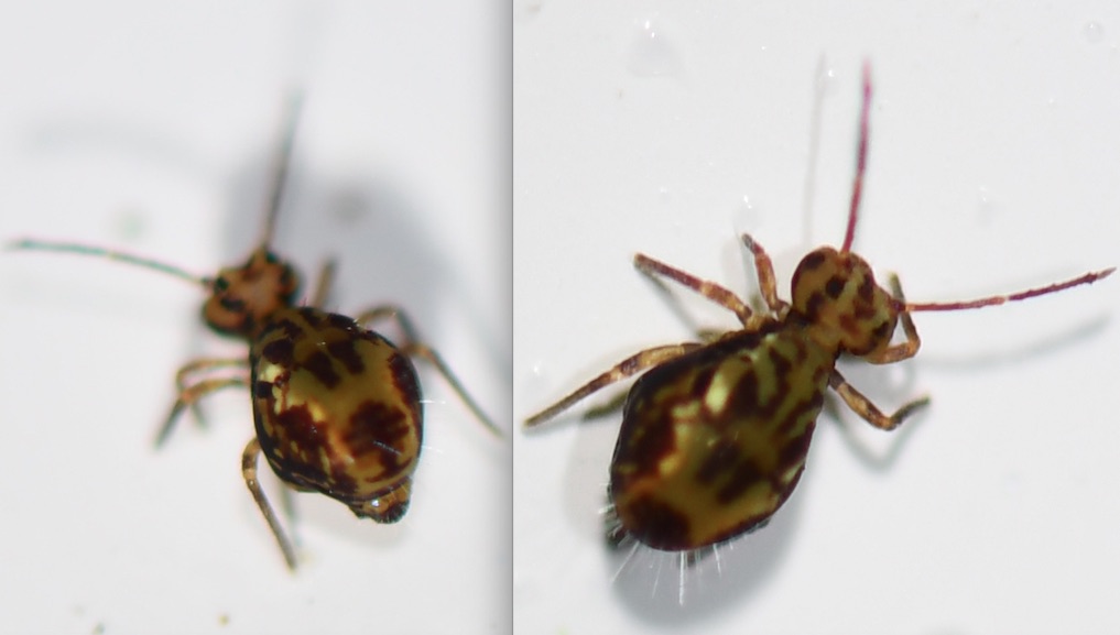 Réf. 336046 — ENTOGNATHA > Collembola > Dicyrtomidae > Dicyrtomina ...