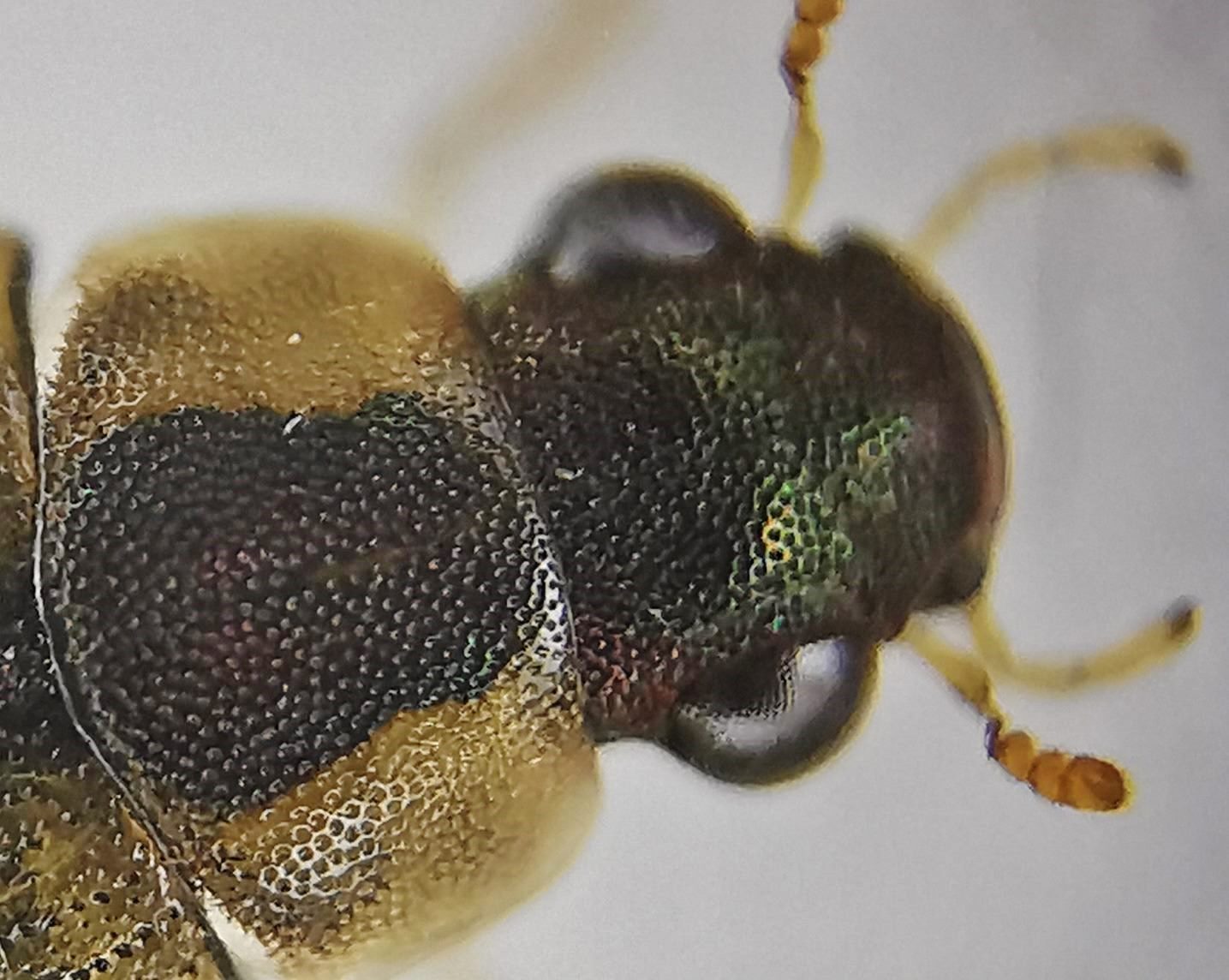 Réf. 336660 — INSECTA > Coleoptera > Hydrophilidae > Berosus (Berosus ...