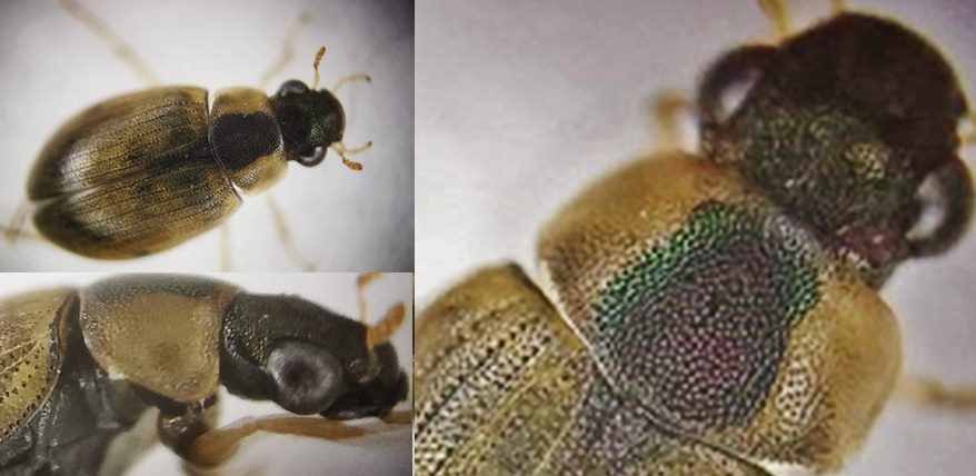 Réf. 336647 — INSECTA > Coleoptera > Hydrophilidae > Berosus (Berosus ...