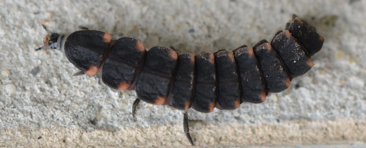 Réf. 336419 — INSECTA > Coleoptera > Lampyridae > Lampyris noctiluca ...