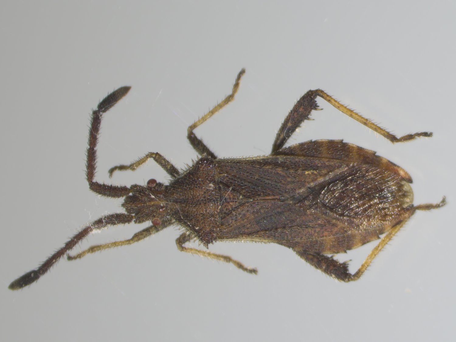 Réf. 337172 — INSECTA > Heteroptera > Coreidae > Coriomeris sp. - www ...