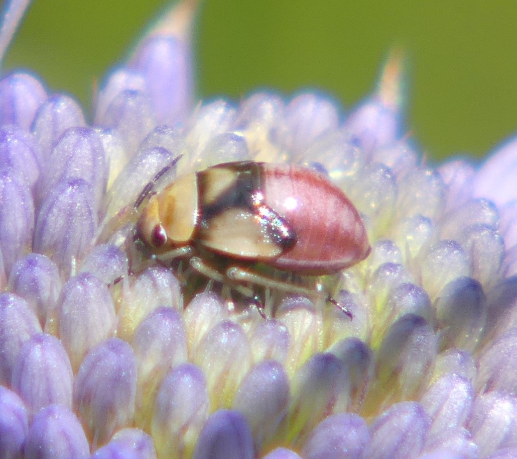 Réf. 337049 — INSECTA > Heteroptera > Miridae > Strongylocoris obscurus ...
