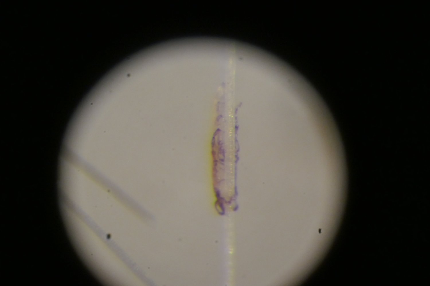 Réf. 337297 — ARACHNIDA > Astigmata > Atopomelidae > Chirodiscoides ...