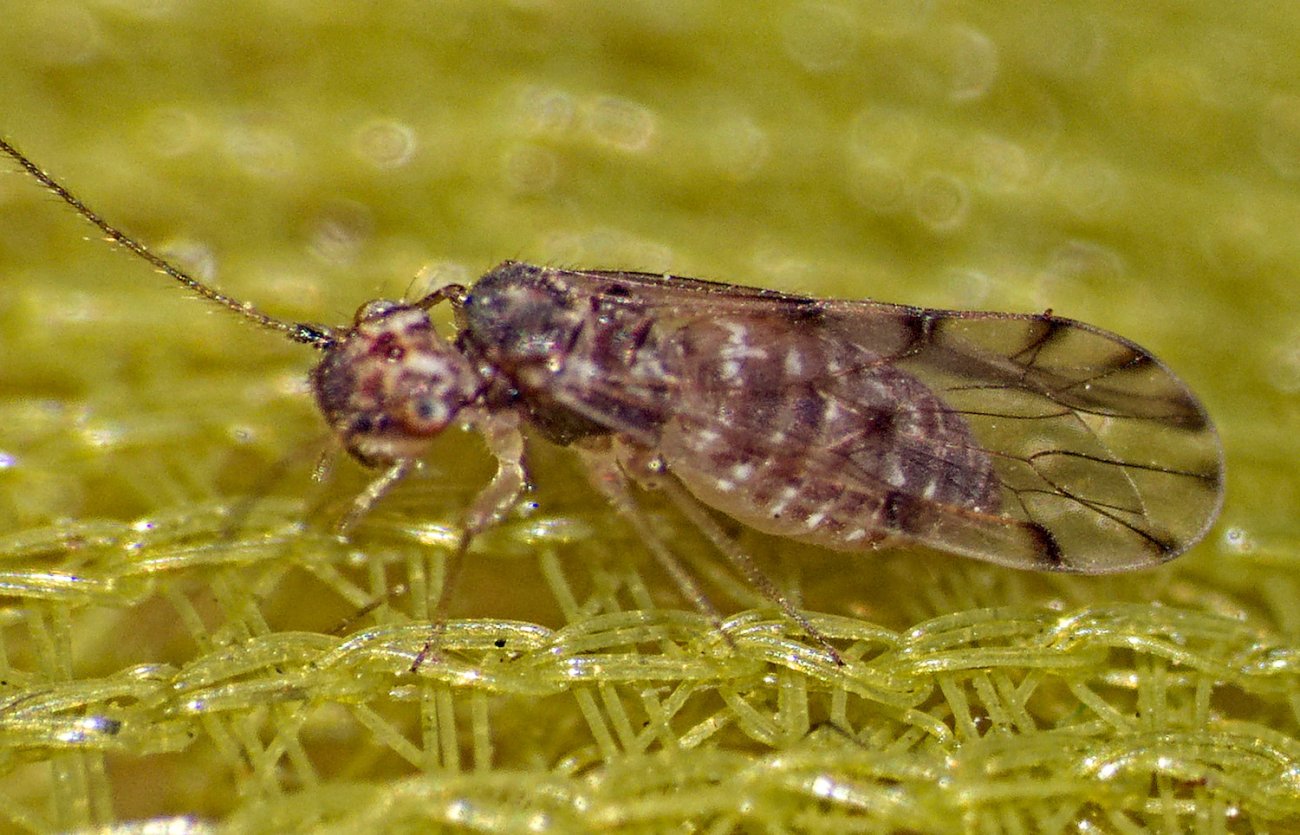 Réf. 337321 — INSECTA > Psocoptera > Ectopsocidae > Ectopsocus petersi ...