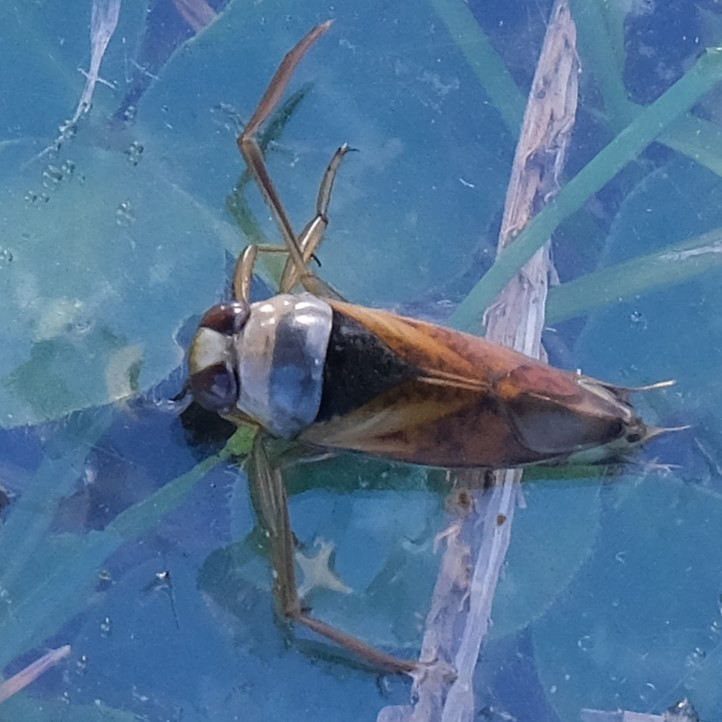 Réf. 337124 — INSECTA > Heteroptera > Notonectidae > Notonecta sp ...