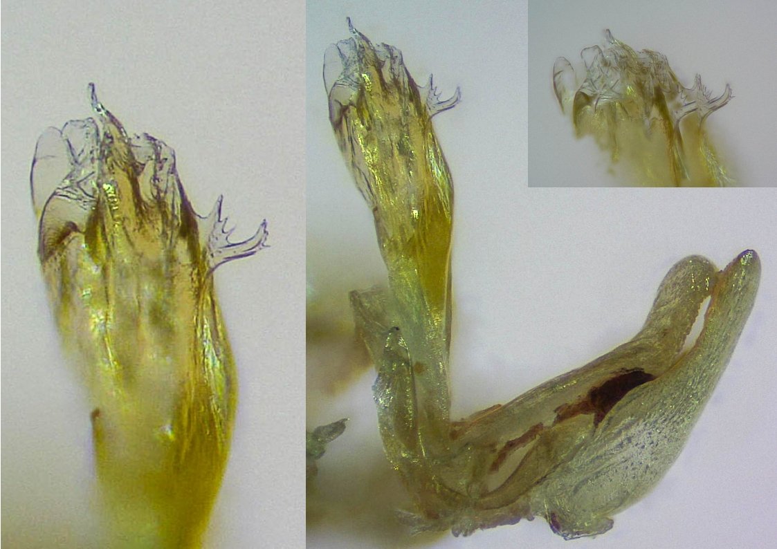 Leptoiulus belgicus (Diplopoda, Julida, Julidae) - www.galerie-insecte.org