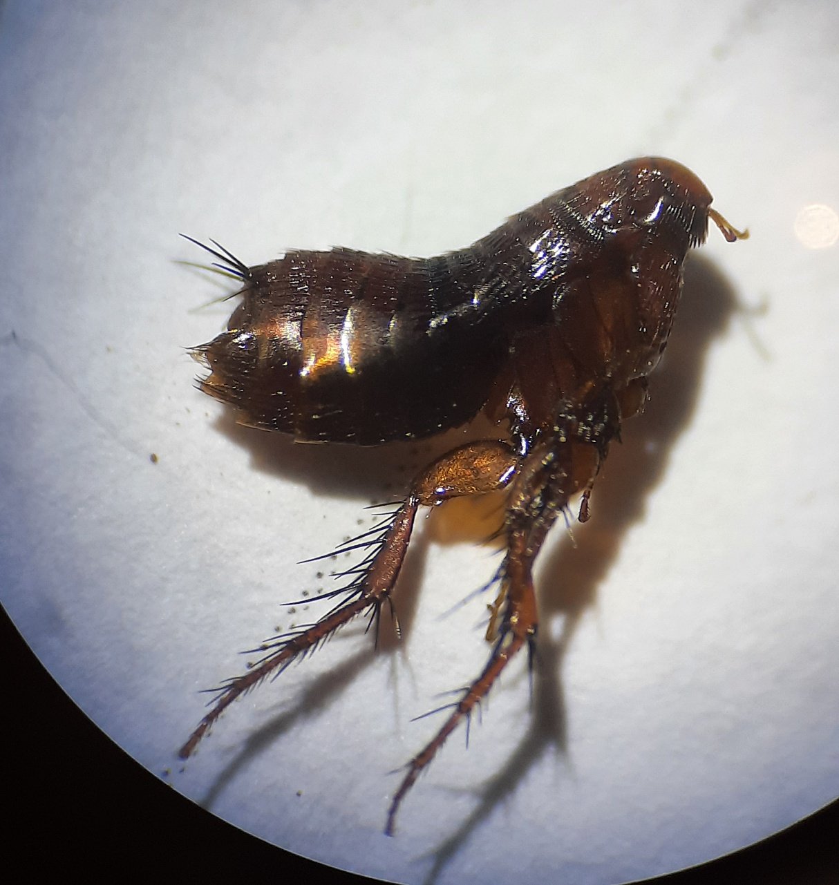 Réf. 338077 — INSECTA > Siphonaptera > Hystrichopsyllidae ...