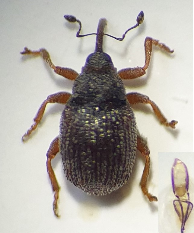 Réf. 339594 — INSECTA > Coleoptera > Curculionidae > Ceutorhynchus sp ...