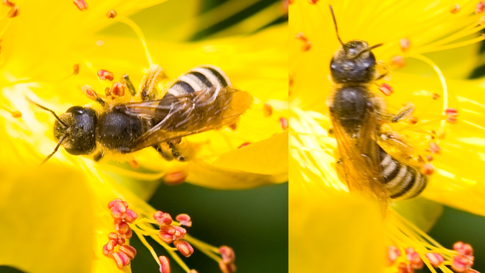 Réf. 34068 — INSECTA > Hymenoptera > Halictidae > Halictus ...