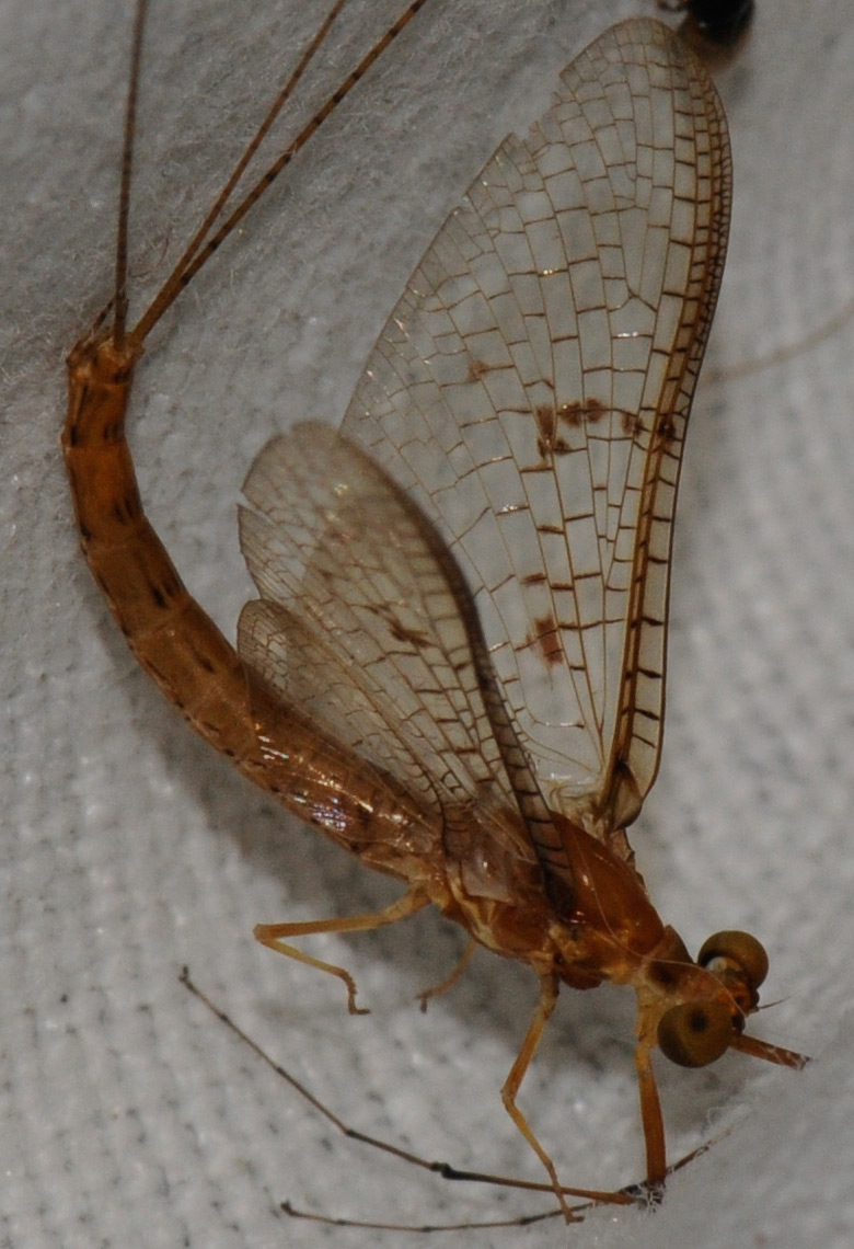 Réf. 34782 — INSECTA > Ephemeroptera > Ephemeridae > Ephemera glaucops ...