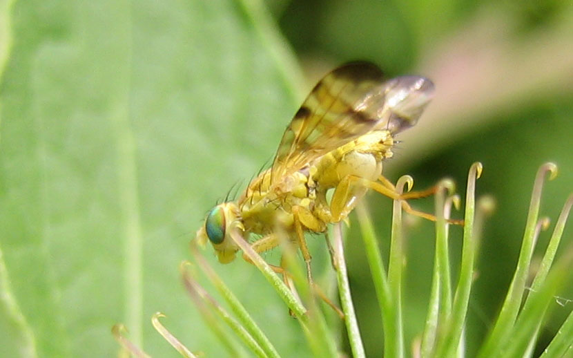 Réf. 34858 — INSECTA > Diptera > Tephritidae > Terellia (Cerajocera ...