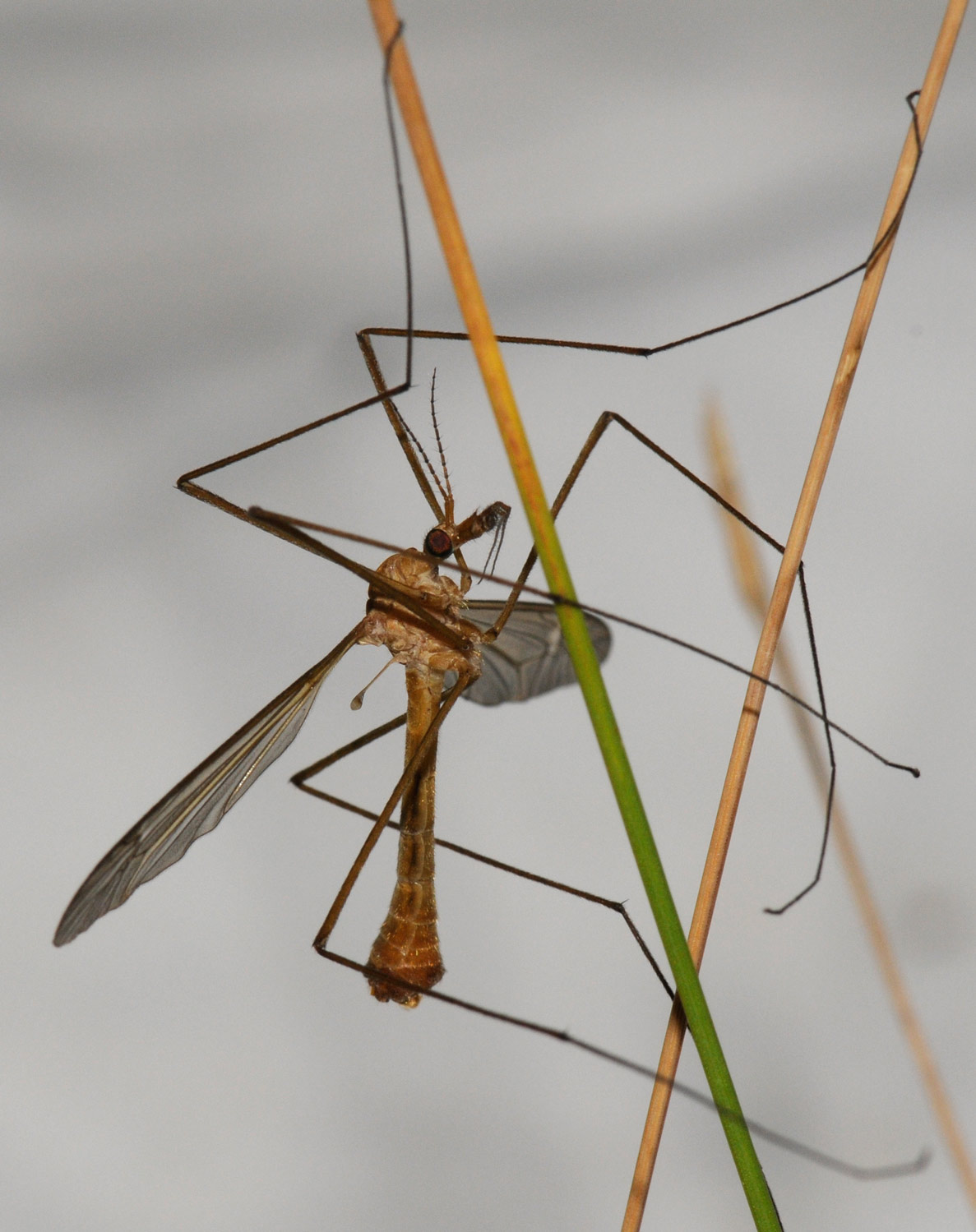 Réf. 34809 — INSECTA > Diptera > Tipulidae > Tipula (Lunatipula) lunata ...