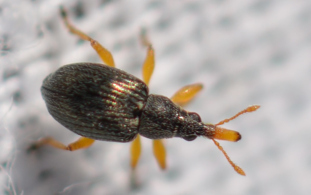 Réf. 340427 — INSECTA > Coleoptera > Brentidae > Pseudapion rufirostre ...