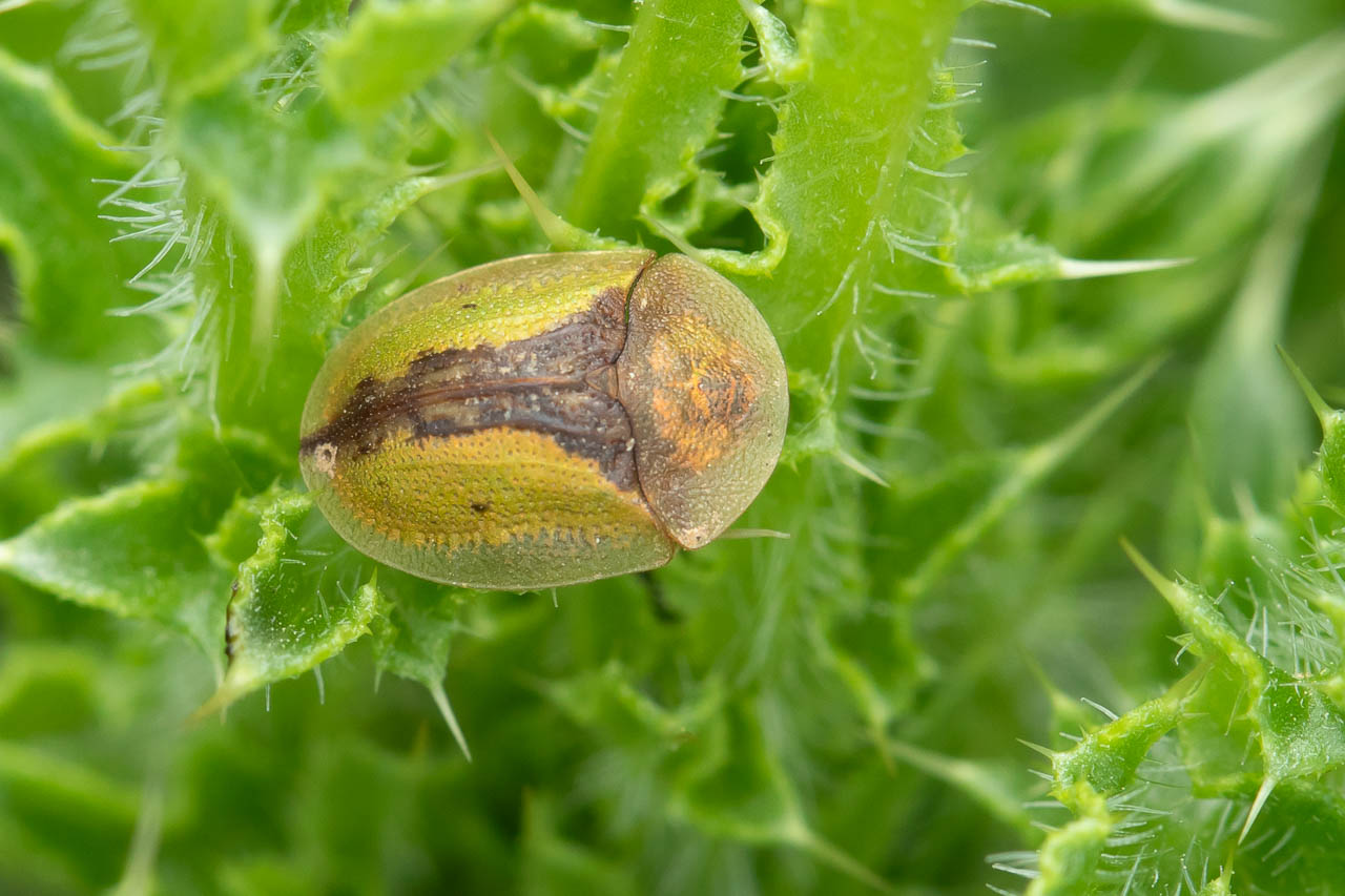Réf. 340560 — INSECTA > Coleoptera > Chrysomelidae > Cassida (Cassida ...