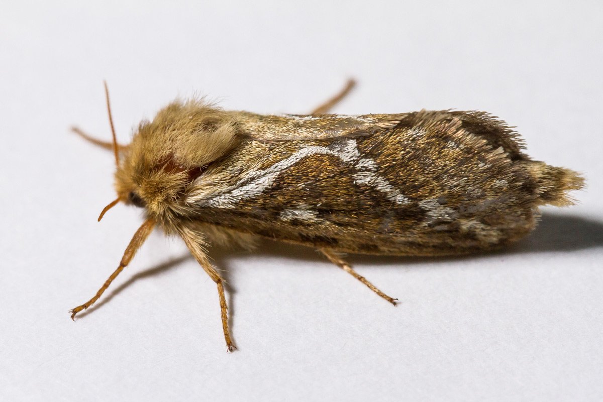 Réf. 341797 — INSECTA > Lepidoptera > Hepialidae > Pharmacis lupulina ...