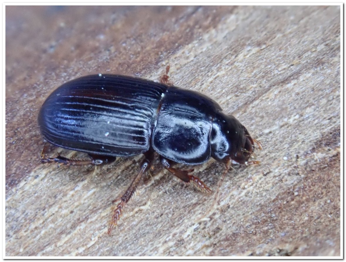 Réf. 341249 — INSECTA > Coleoptera > Carabidae > Harpalus (Harpalus ...