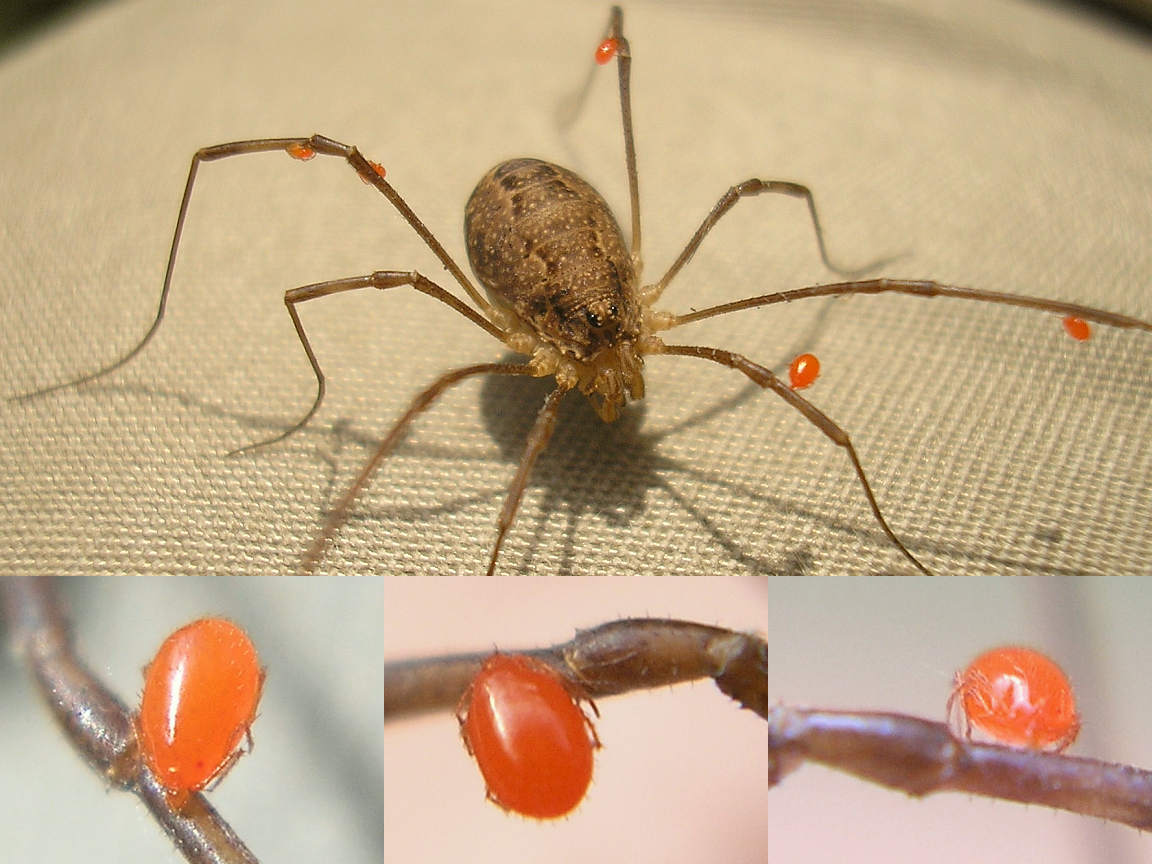 Réf. 35159 — ARACHNIDA > Opiliones > Phalangiidae > Rilaena ...