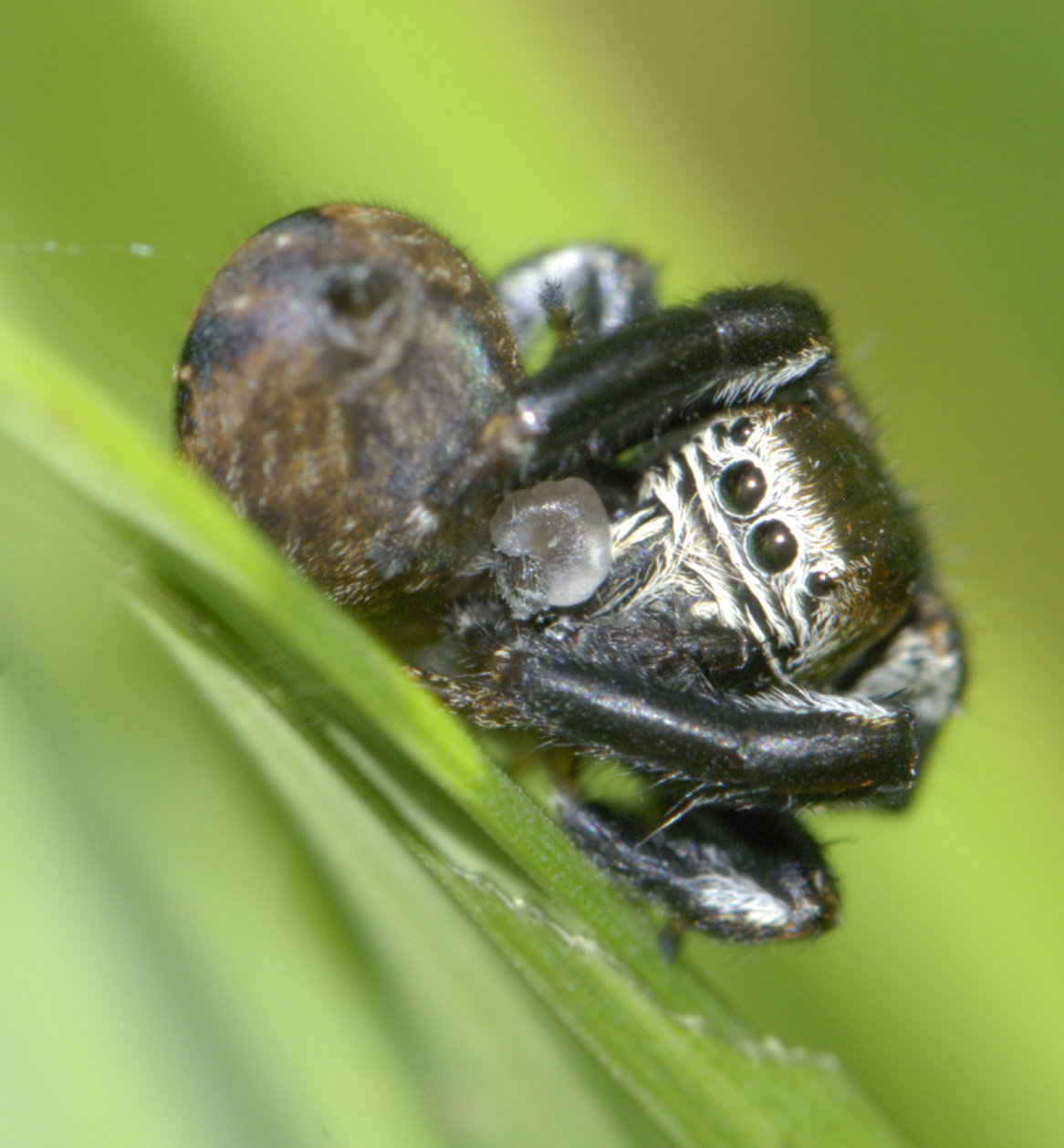 Réf. 35997 — ARACHNIDA > Araneae > Salticidae > Evarcha arcuata - www ...