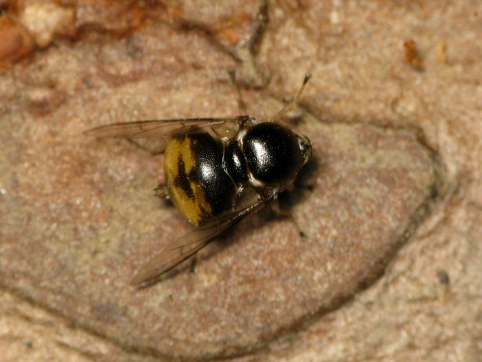 Réf. 35311 — INSECTA > Diptera > Acroceridae > Acrocera (Acrocera ...