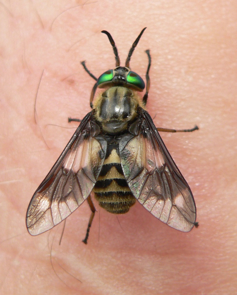 Chrysops (Chrysops) relictus (Insecta, Diptera, Tabanidae) - www.galerie-insecte.org