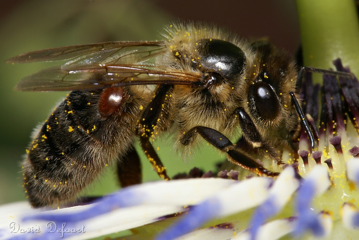 Réf. 36827 — ARACHNIDA > Mesostigmata > Varroidae > Varroa destructor ...