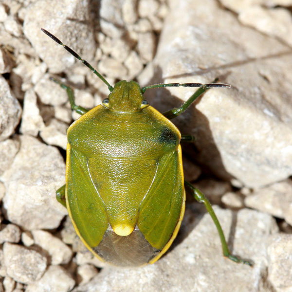 Réf. 36160 — INSECTA > Heteroptera > Pentatomidae > Chlorochroa ...