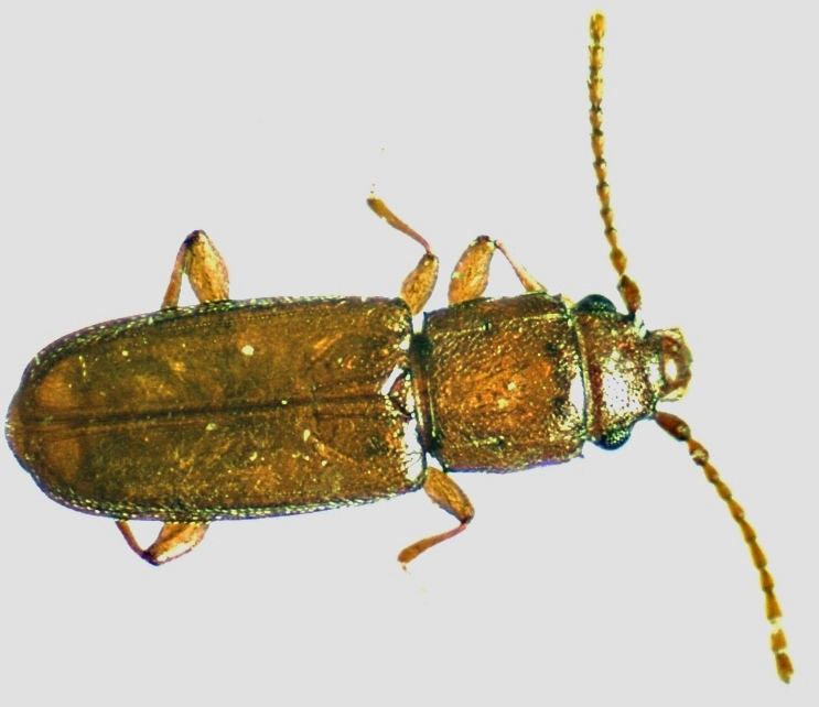 Réf. 36414 — INSECTA > Coleoptera > Laemophloeidae > Placonotus ...